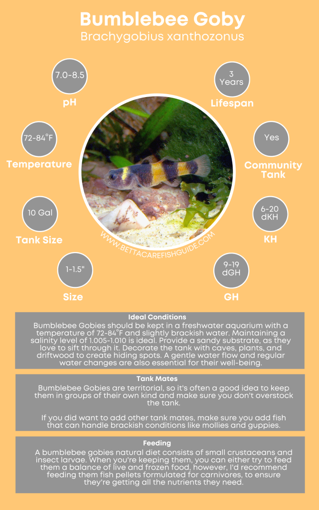 22 Types Of Freshwater Goby (Common To Rare)
