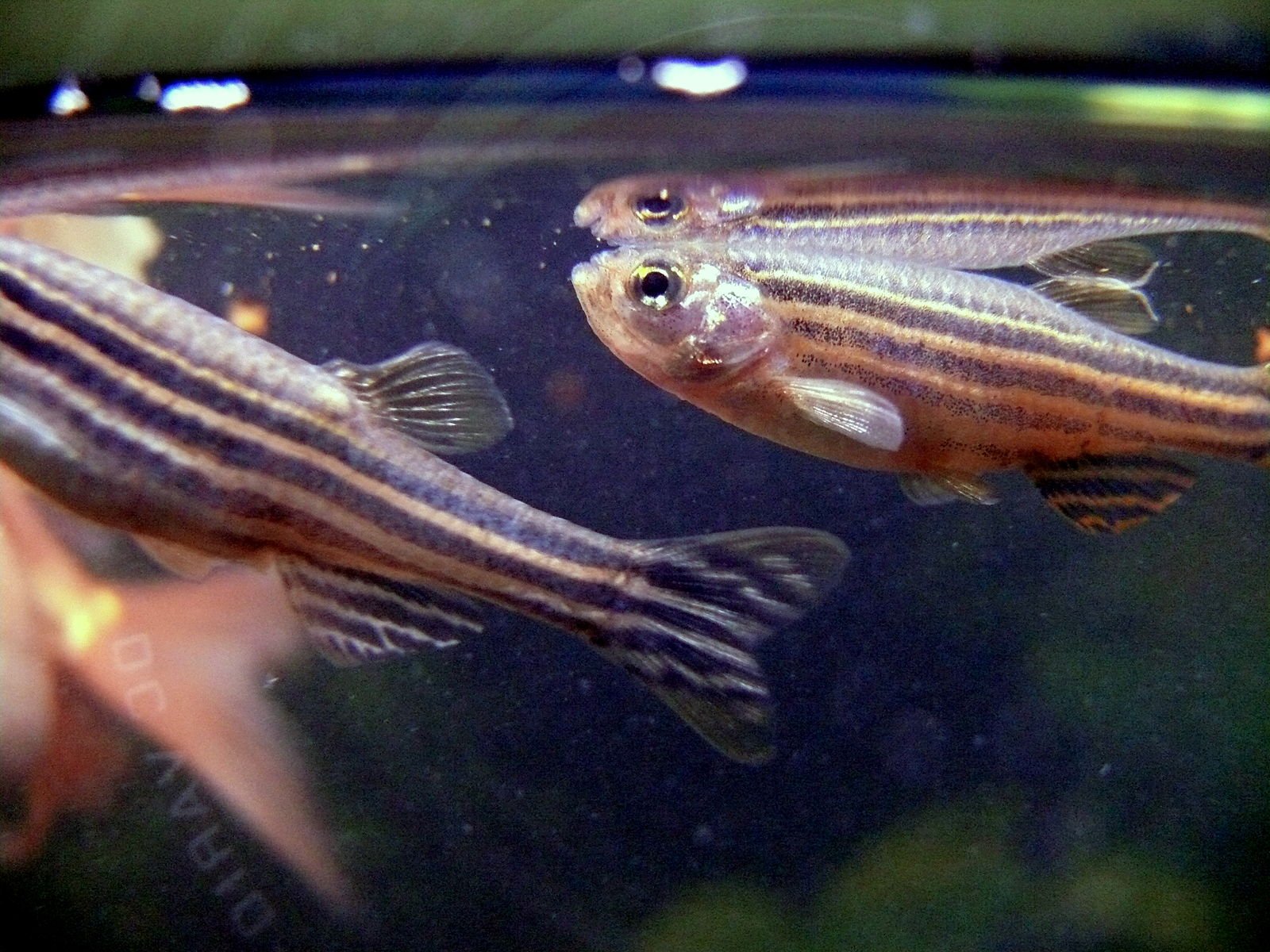 Zebra Danio/Zebrafish Care Made Simple: Your Go-To Resource - Betta ...