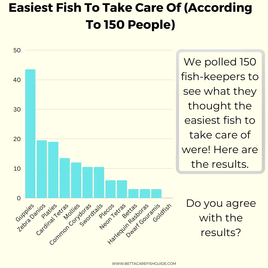 15 Easiest Fish To Take Care Of: Insights From 150 People