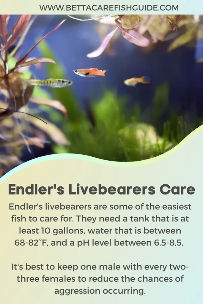 Endler's Livebearers: Complete Care Guide - Start To Finish