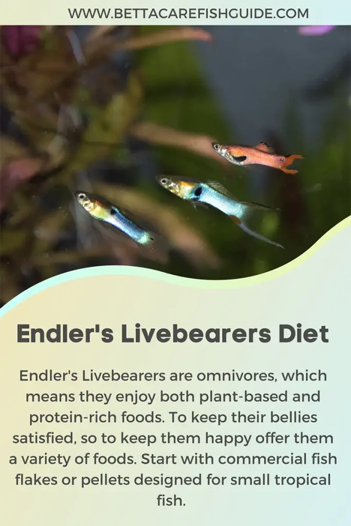 Endler's Livebearers: Complete Care Guide - Start To Finish