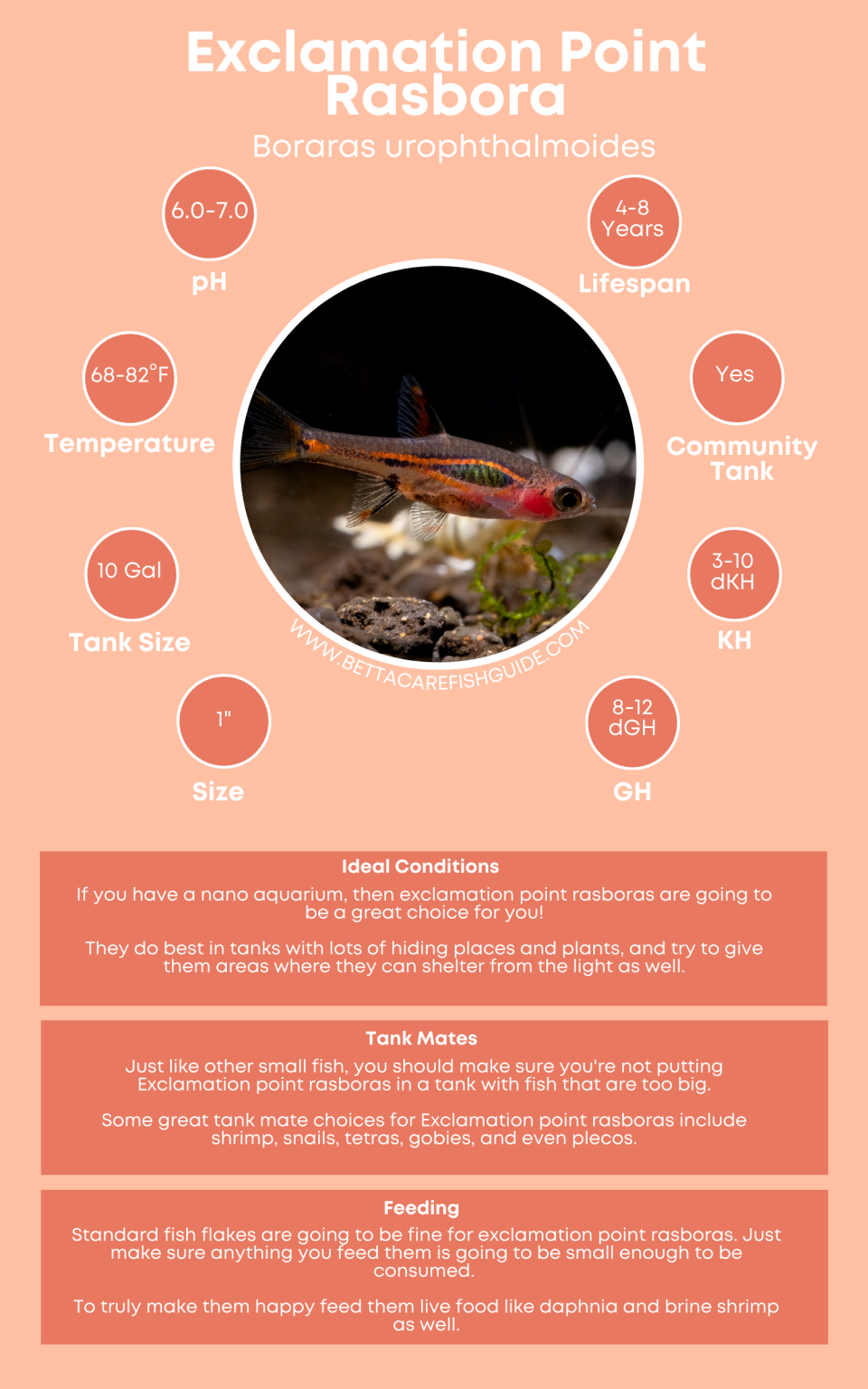 51 Best Community Fish For Your Tank (& Care Guides) - Betta Care Fish ...