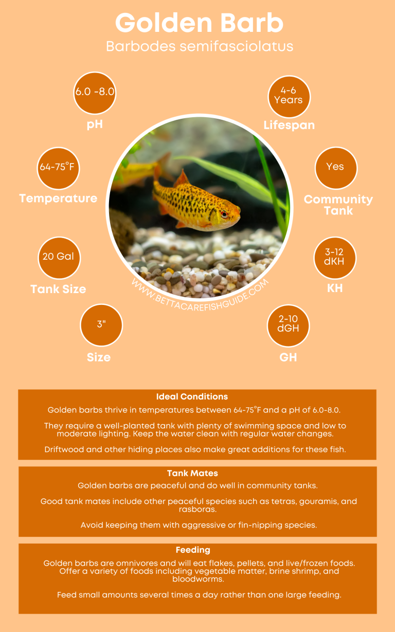 51 Best Community Fish For Your Tank (& Care Guides) - Betta Care Fish ...