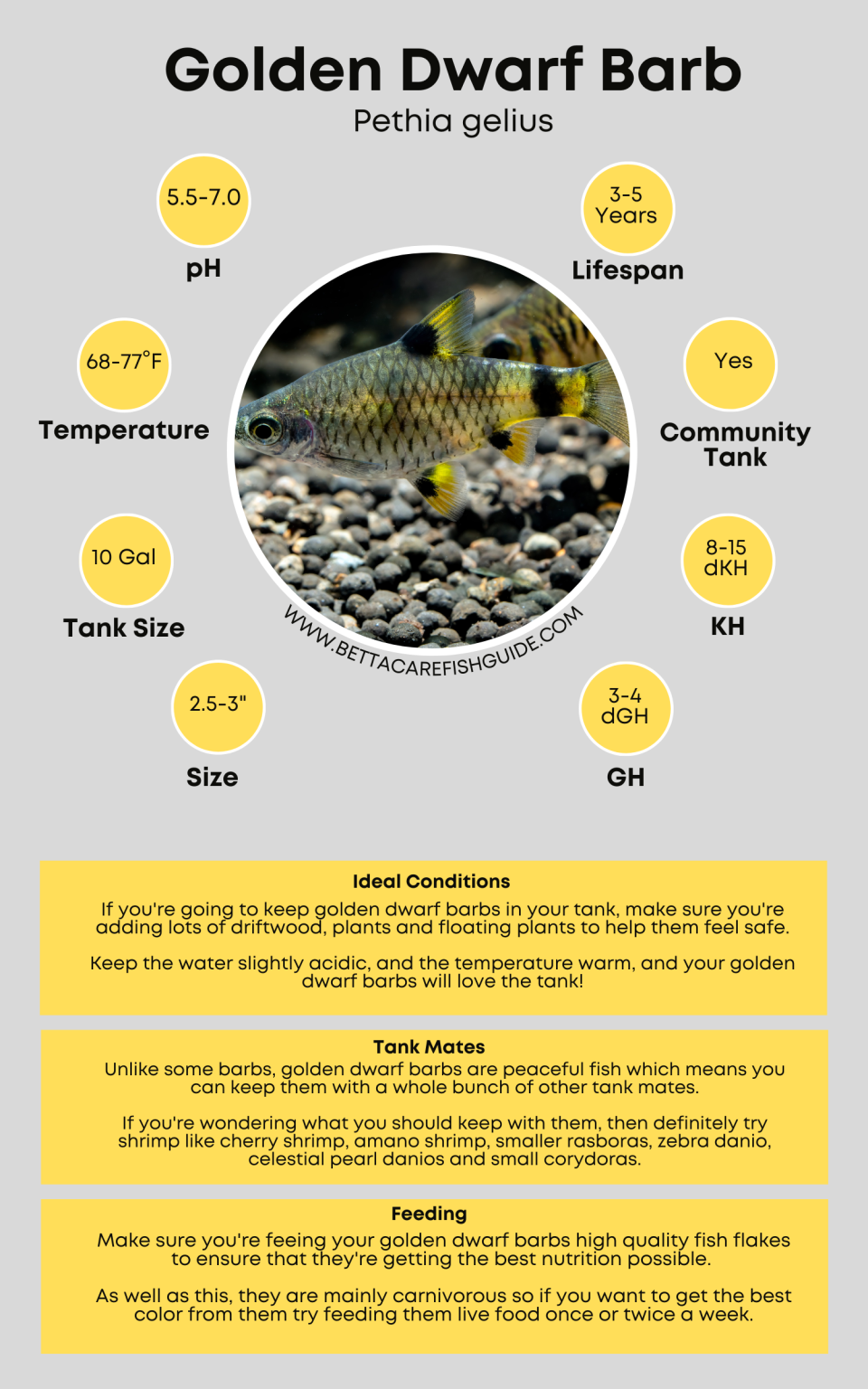 26 Types Of Barbs For Your Tank (From Popular To Rare) - Betta Care ...