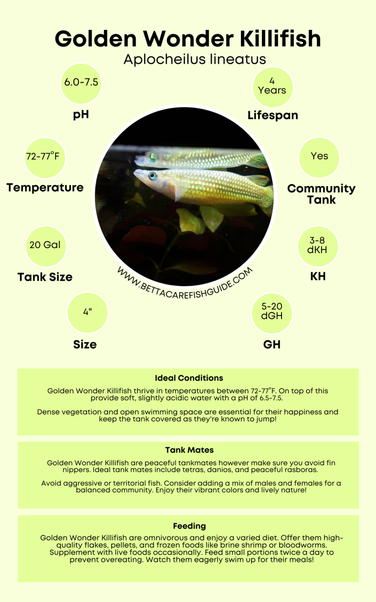 28 Types Of Killifish (& How To Care For Them!)