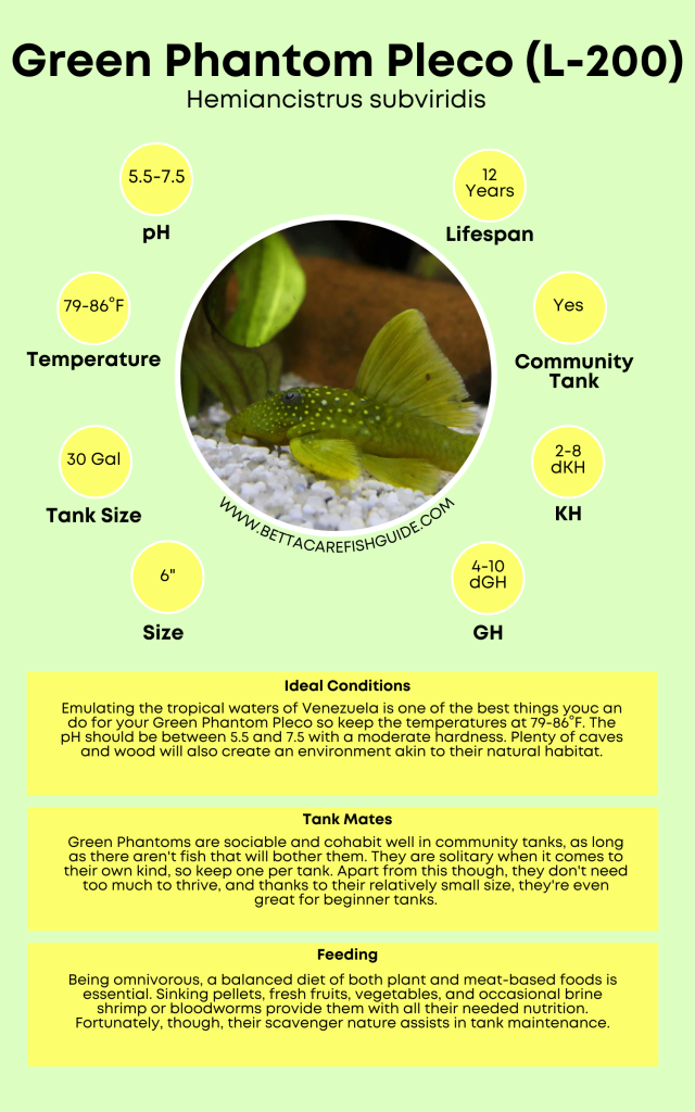 25 Types Of Plecos: Which Is Best & How To Care For Them - Betta Care ...