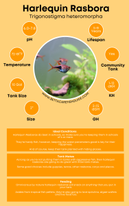 Zebra Danio/Zebrafish Care Made Simple: Your Go-To Resource - Betta ...