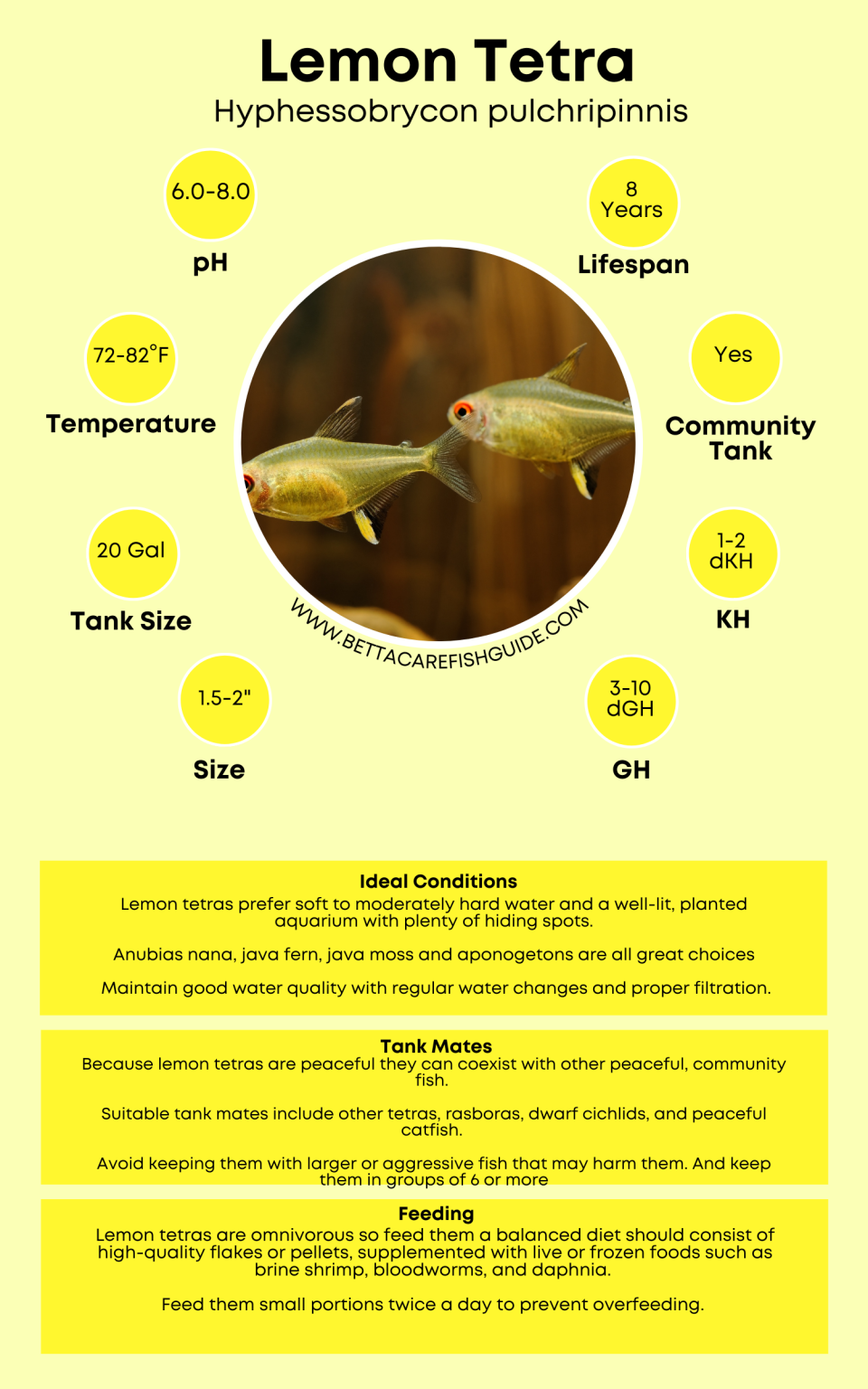 Best Fish For 20 Gallon Tanks: 78 Best Choices