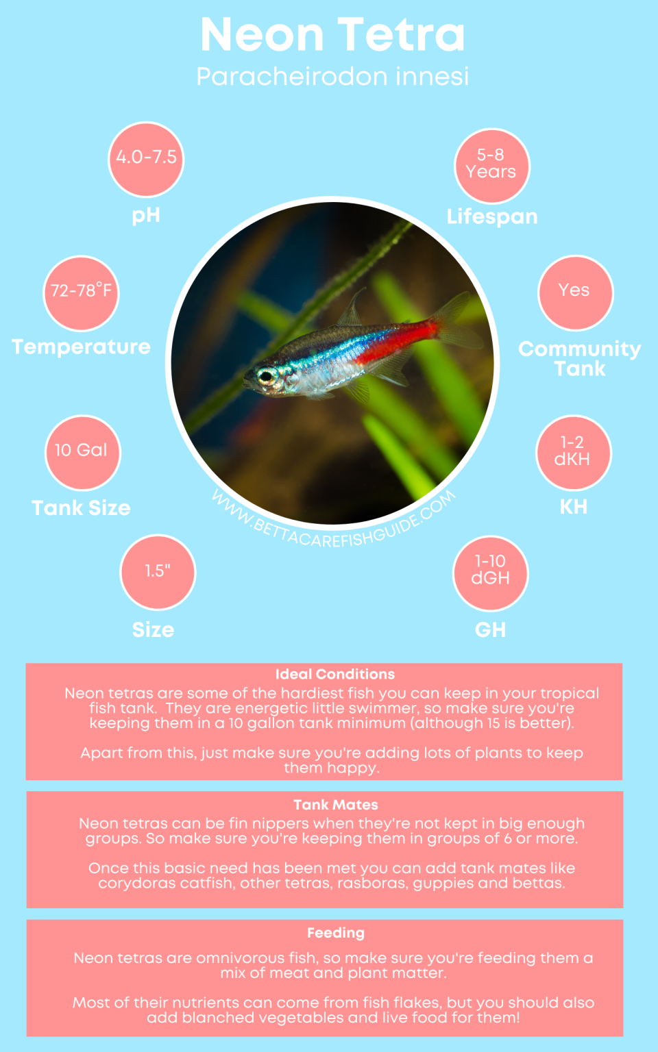 Cherry Shrimp Tank Mates: Top 16 Choices & Why!