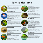 Platy Care: Tank Mates, Breeding, Feeding & More