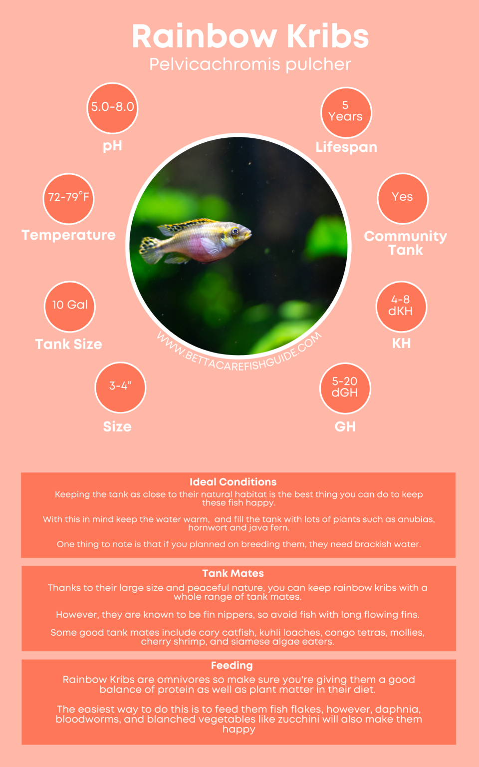 18 Easy To Breed Fish And How To Care For Them