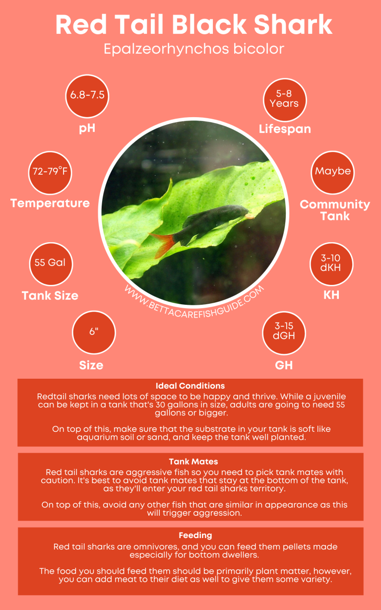 15 Best Freshwater Sharks For Your Fish Tank - Betta Care Fish Guide