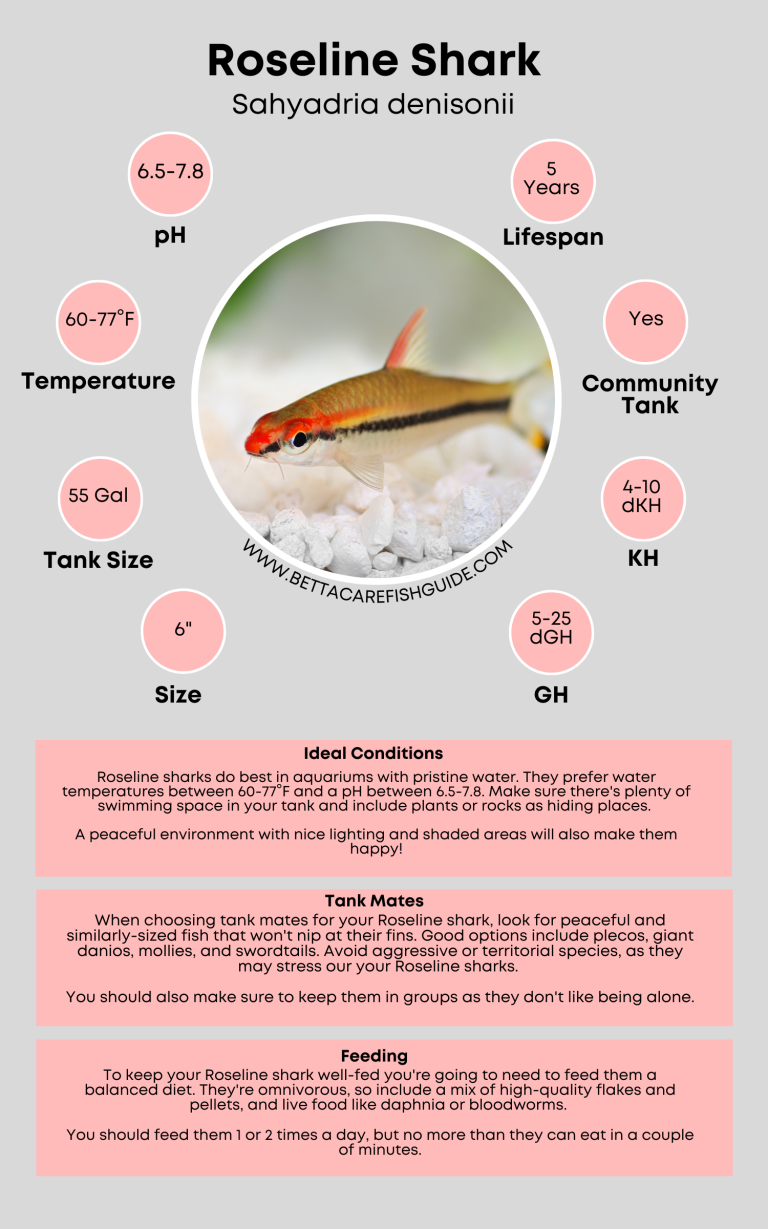 15 Best Freshwater Sharks For Your Fish Tank - Betta Care Fish Guide