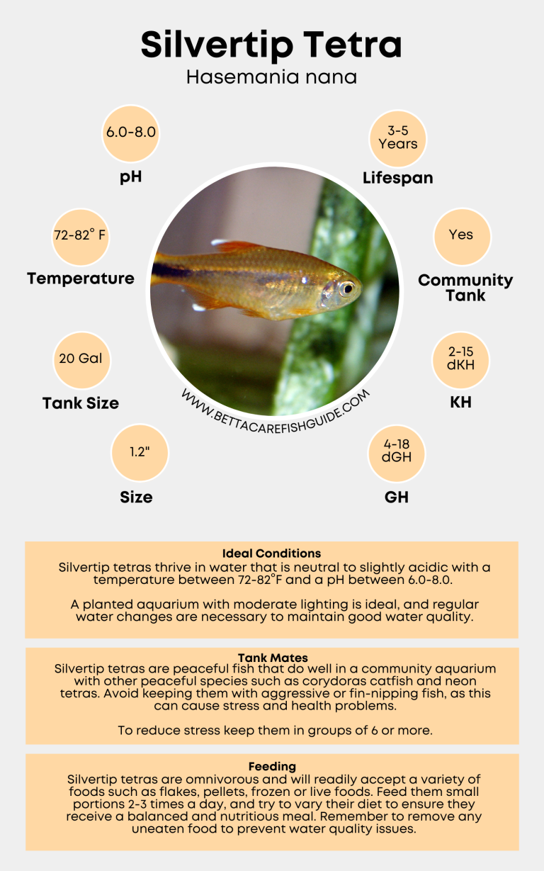 Best Fish For 20 Gallon Tanks: 78 Best Choices