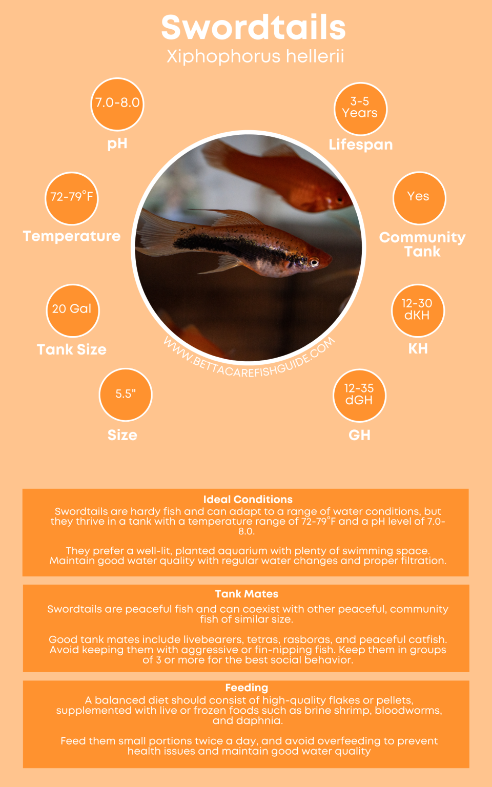 Swordtail Care: How To Keep These Amazing Fish!