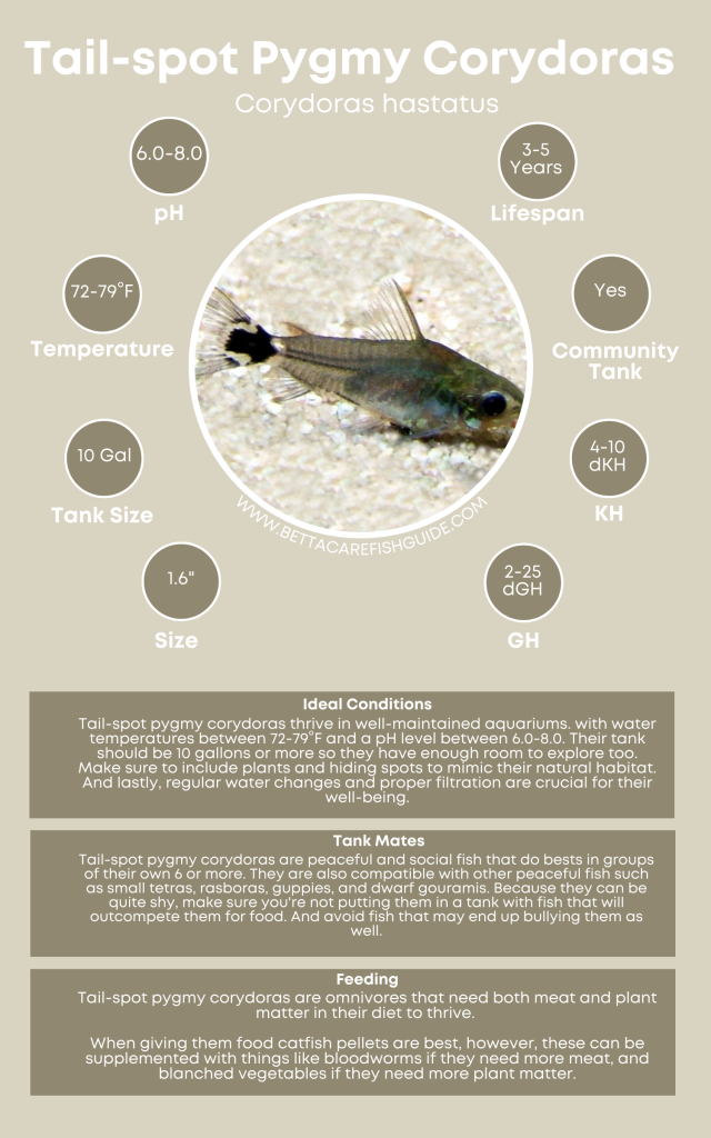 27 Types Of Corydoras With Pictures (& How To Care For Them) - Betta ...