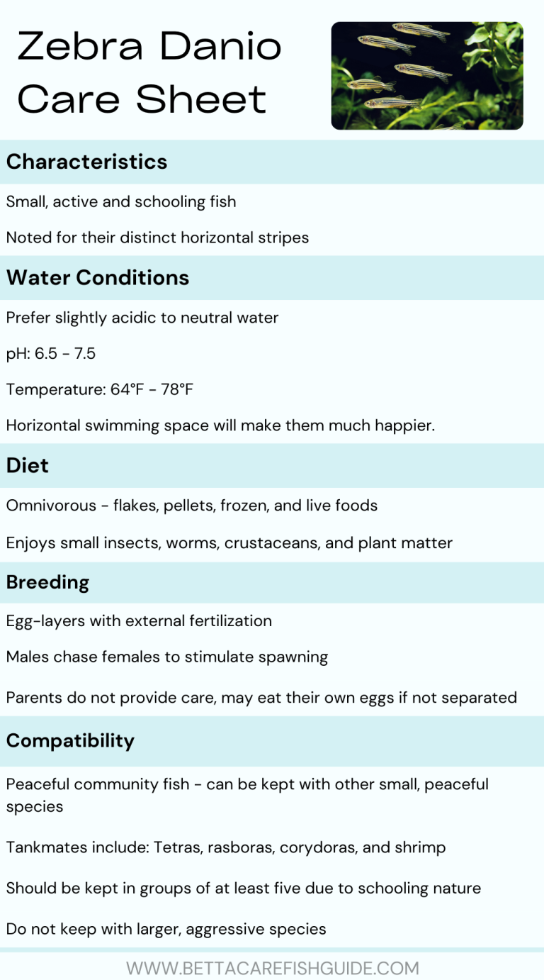 Zebra Danio/Zebrafish Care Made Simple: Your Go-To Resource - Betta ...