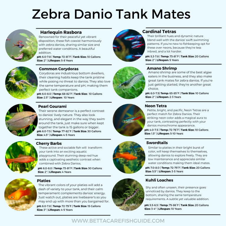Zebra Danio/Zebrafish Care Made Simple: Your Go-To Resource - Betta ...