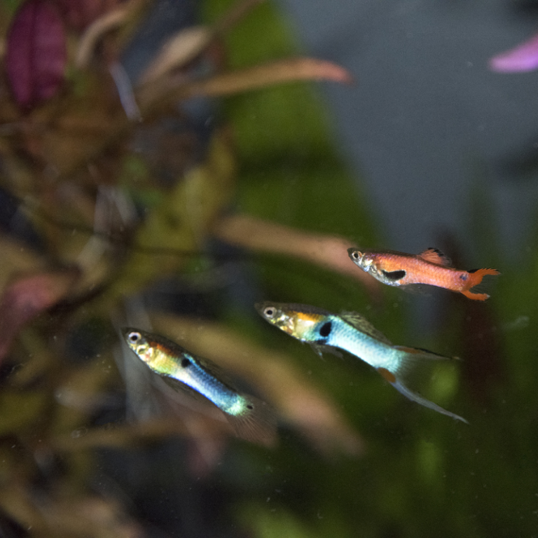 22 Types Of Freshwater Goby (Common To Rare)