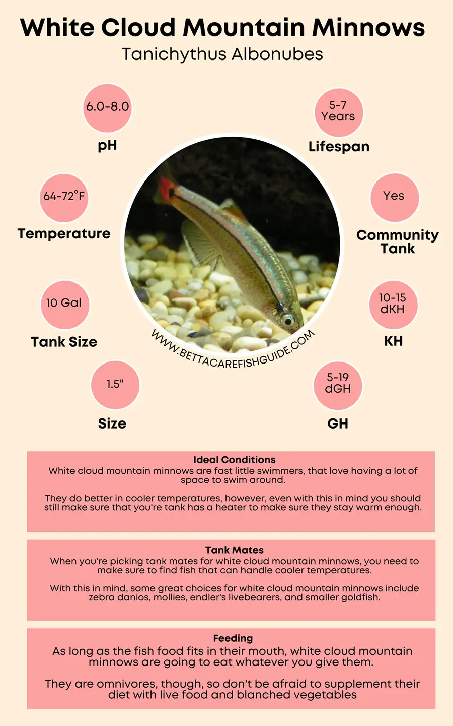 Molly Fish Care: A Complete Guide From Start To Finish