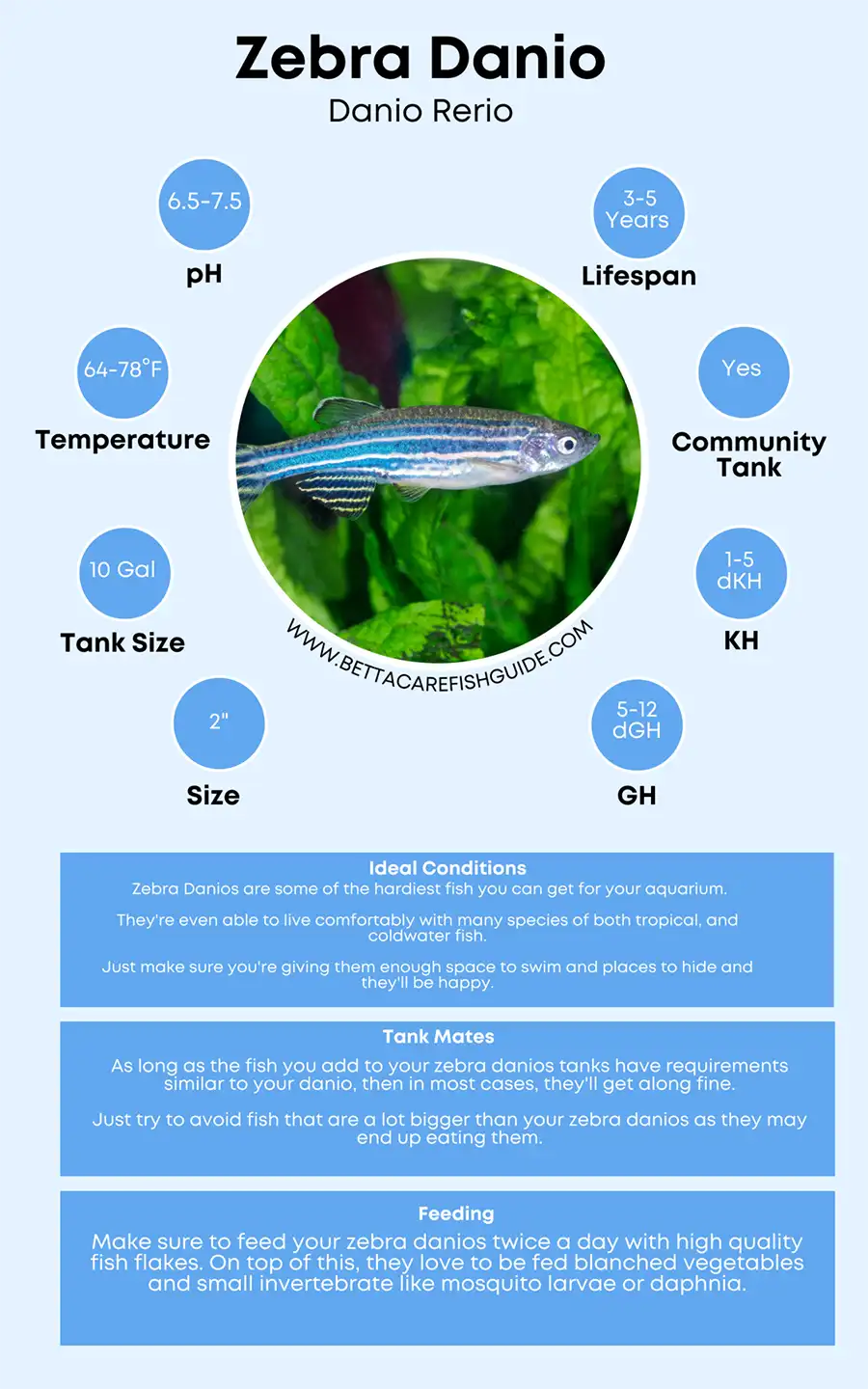 Molly Fish Care: A Complete Guide From Start To Finish