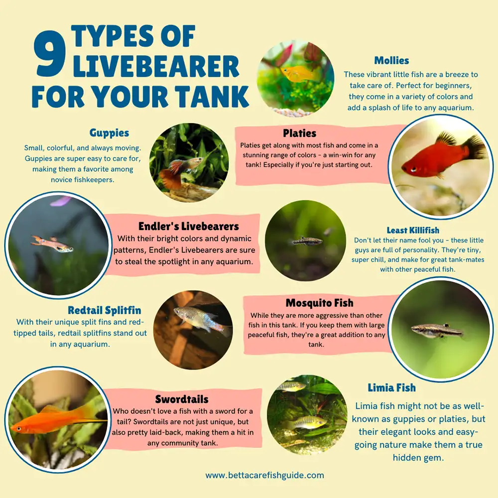9 Types Of Livebearer For Your Tank & What They Need
