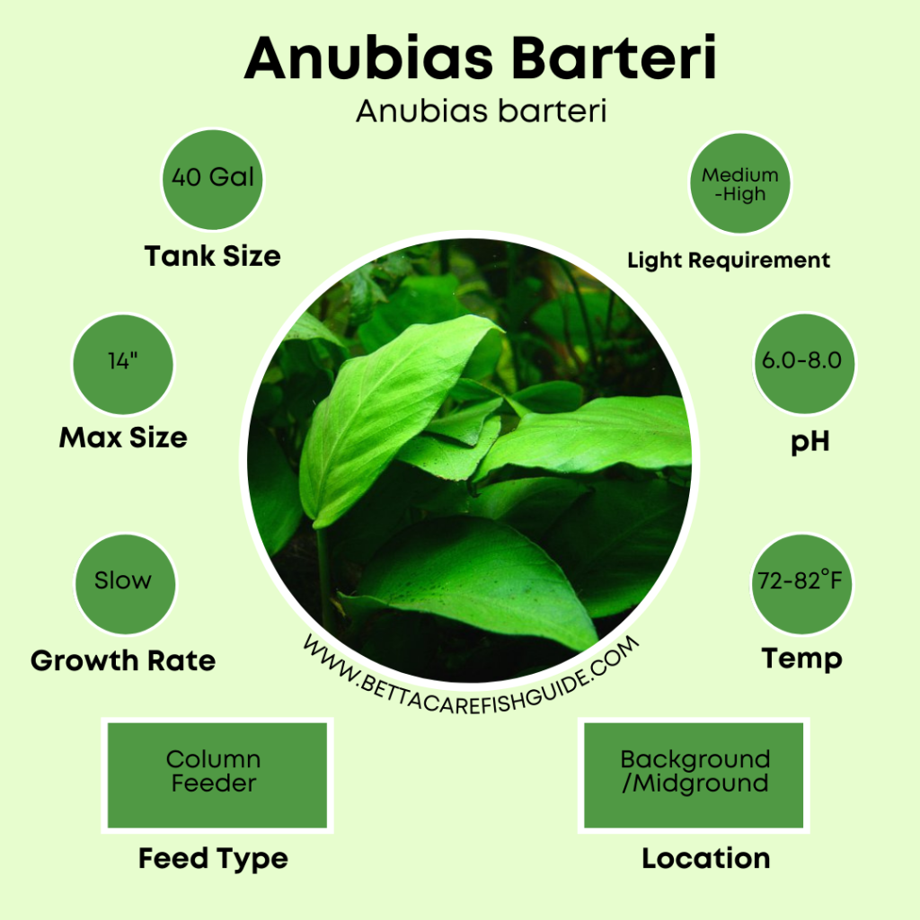 33 Best Aquarium Plants For Beginners & What They Need