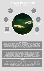 10 Types Of Pencil Fish & What They Need!