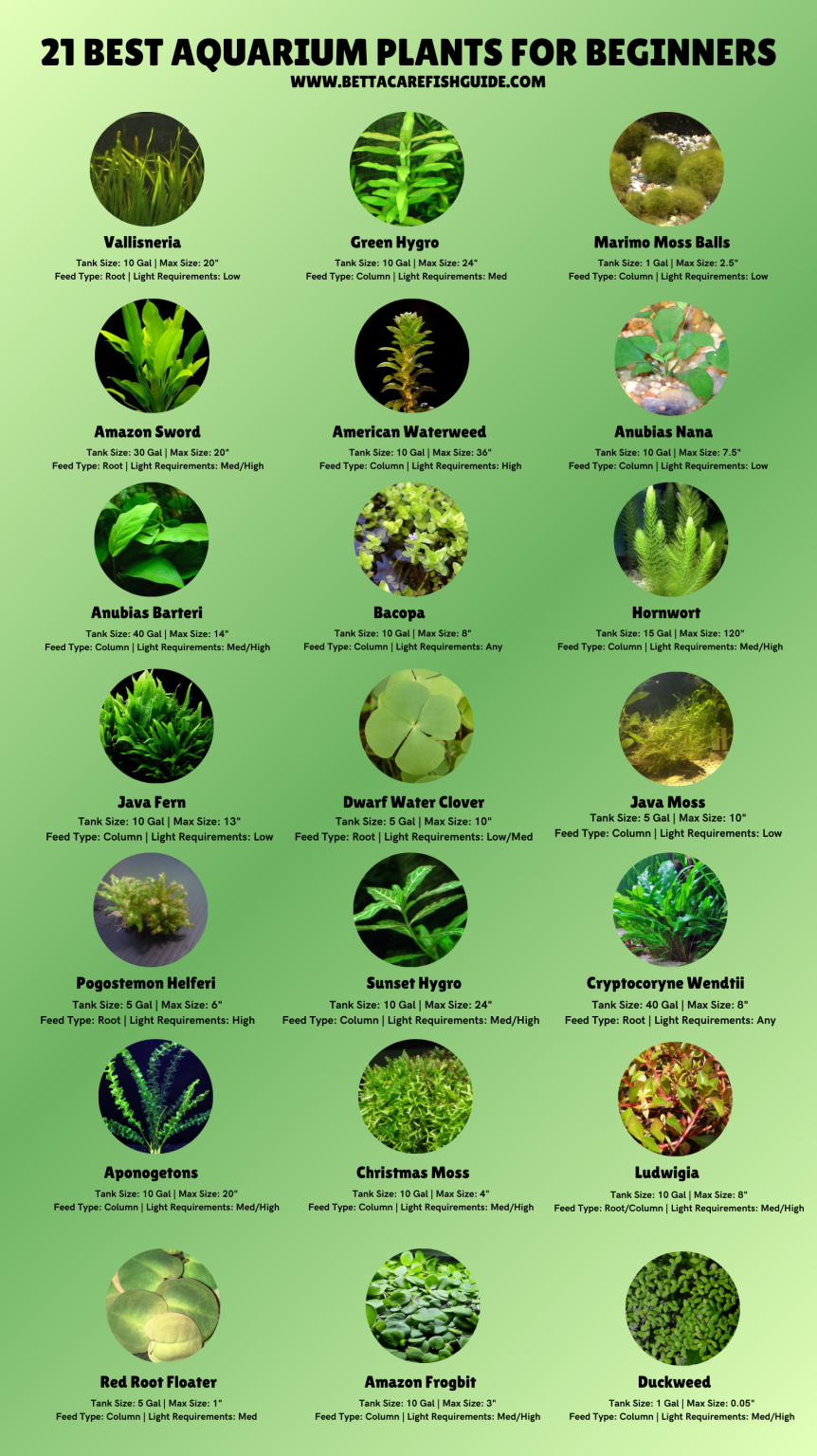 33 Best Aquarium Plants For Beginners & What They Need