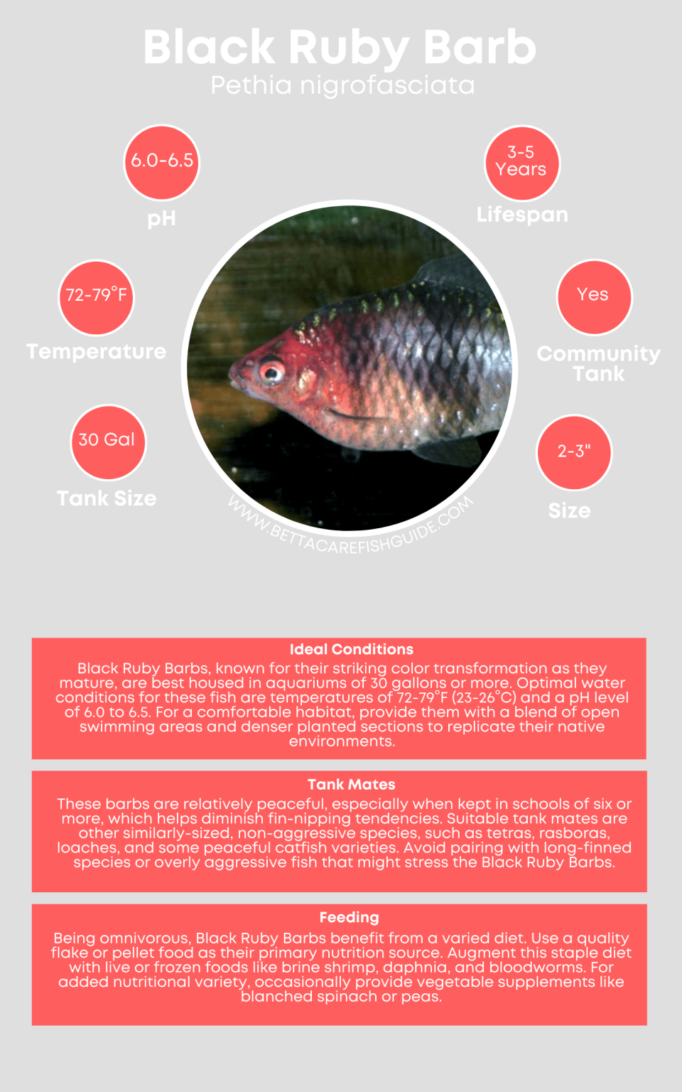 26 Types Of Barbs For Your Tank (From Popular To Rare) - Betta Care ...