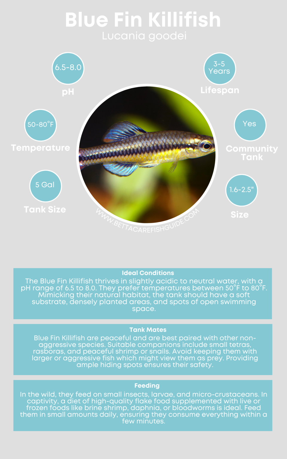 28 Types Of Killifish (& How To Care For Them!)