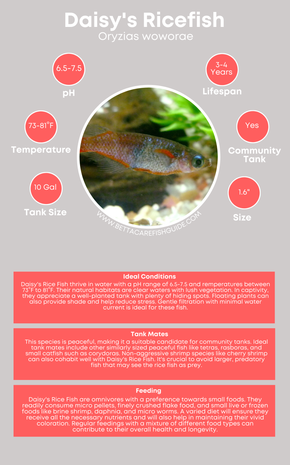 28 Types Of Killifish (& How To Care For Them!)