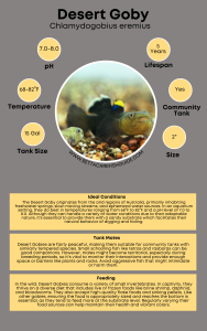 22 Types Of Freshwater Goby (Common To Rare)