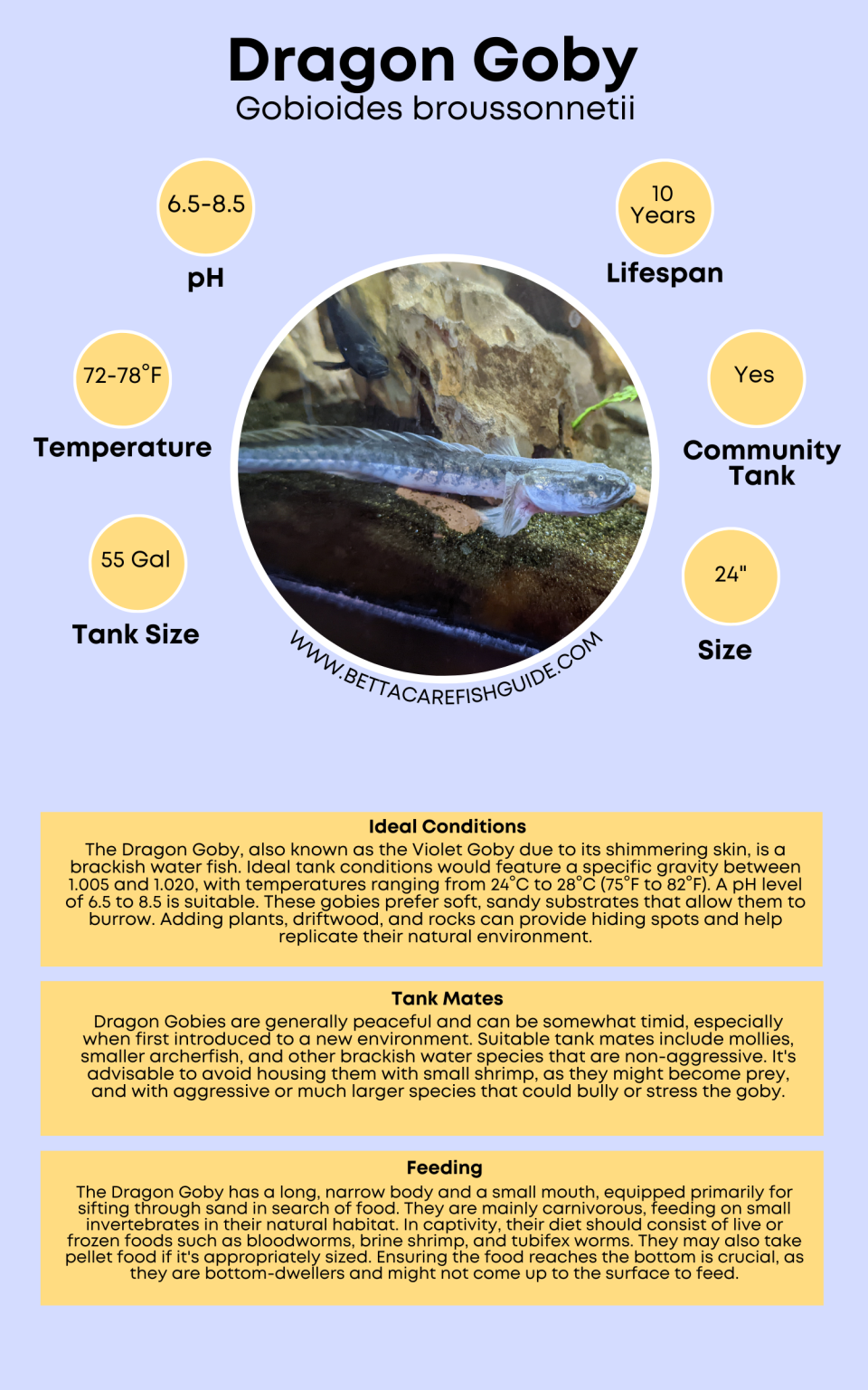 22 Types Of Freshwater Goby (Common To Rare)