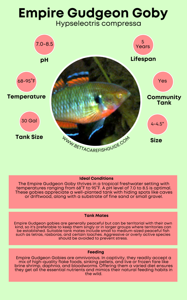 22 Types Of Freshwater Goby (Common To Rare)