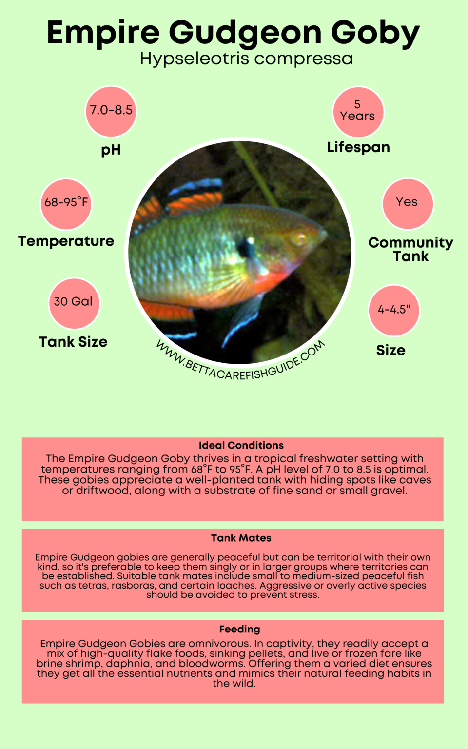 22 Types Of Freshwater Goby (Common To Rare)