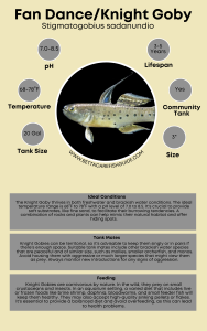 22 Types Of Freshwater Goby (Common To Rare)