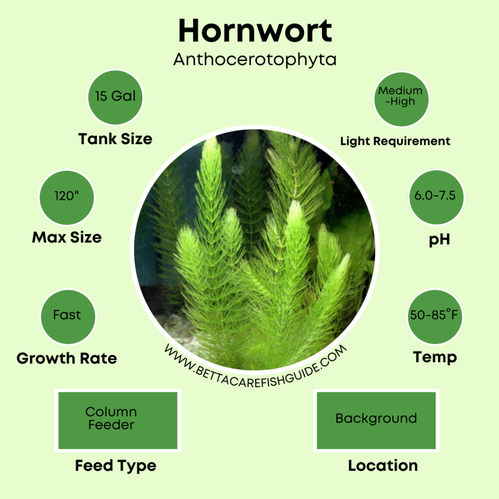 33 Best Aquarium Plants For Beginners & What They Need