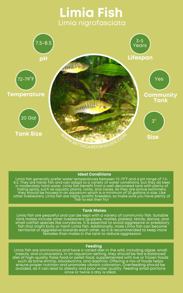 9 Types Of Livebearer For Your Tank & What They Need
