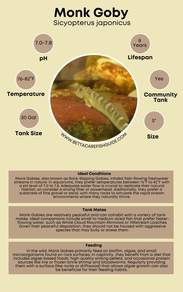 22 Types Of Freshwater Goby (Common To Rare)
