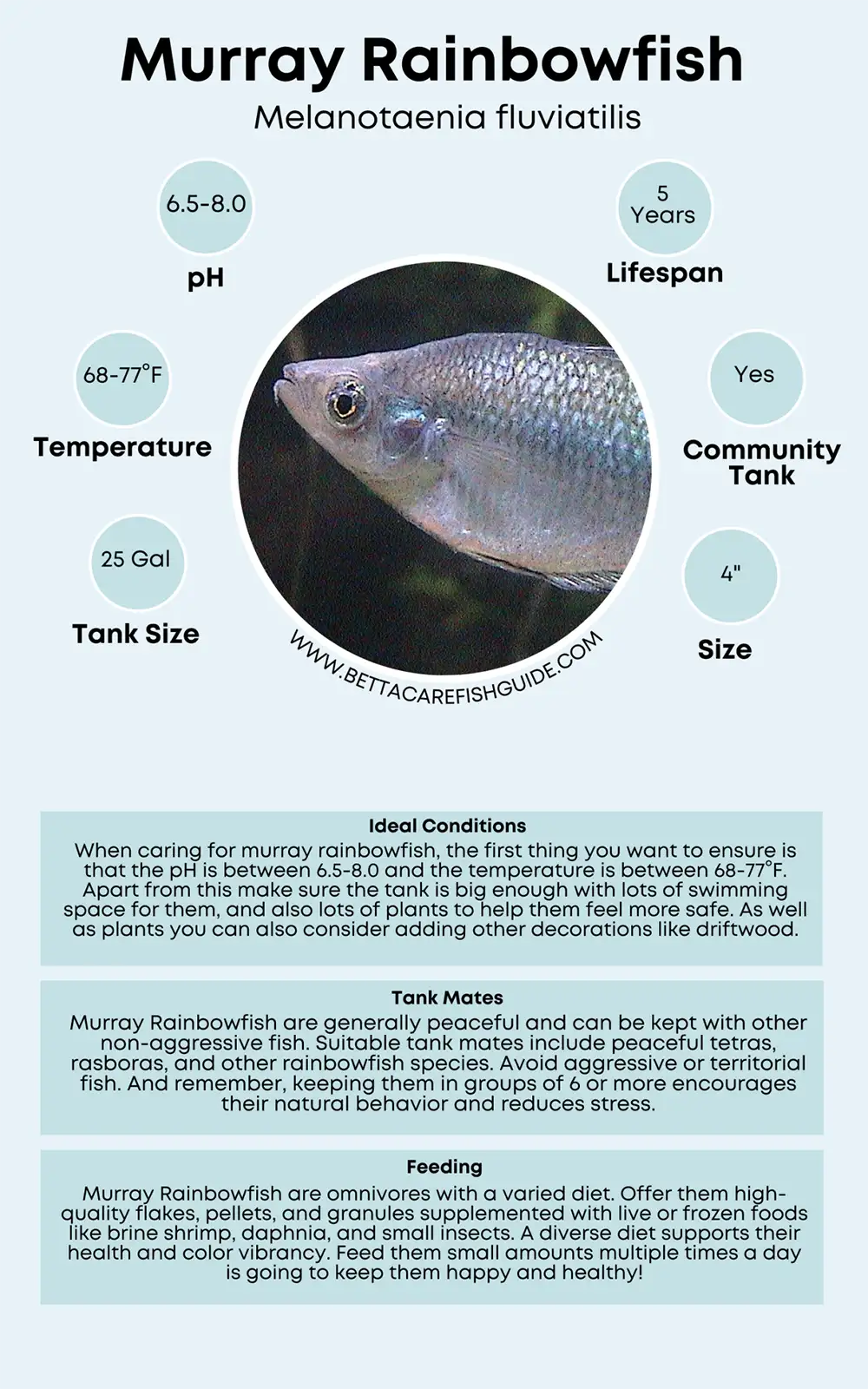 34 Types Of Rainbowfish & How To Care For Them