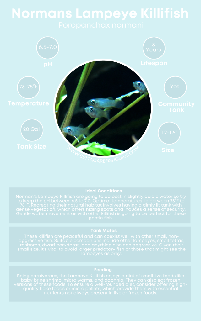 28 Types Of Killifish (& How To Care For Them!)