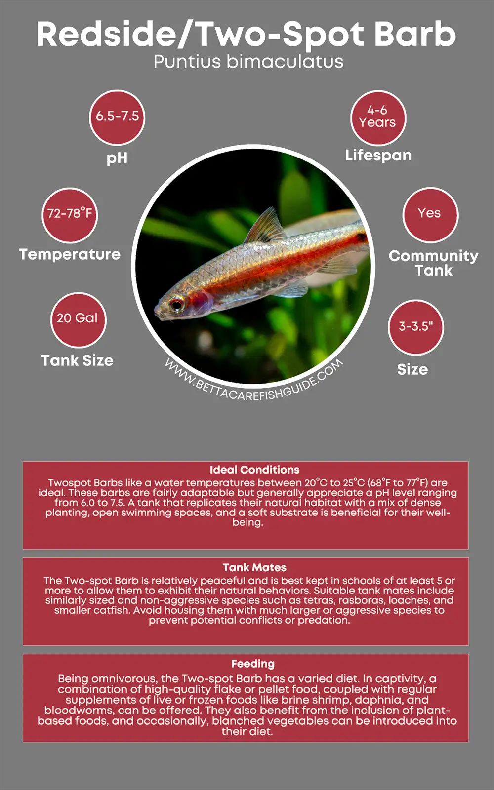 26 Types Of Barbs For Your Tank
