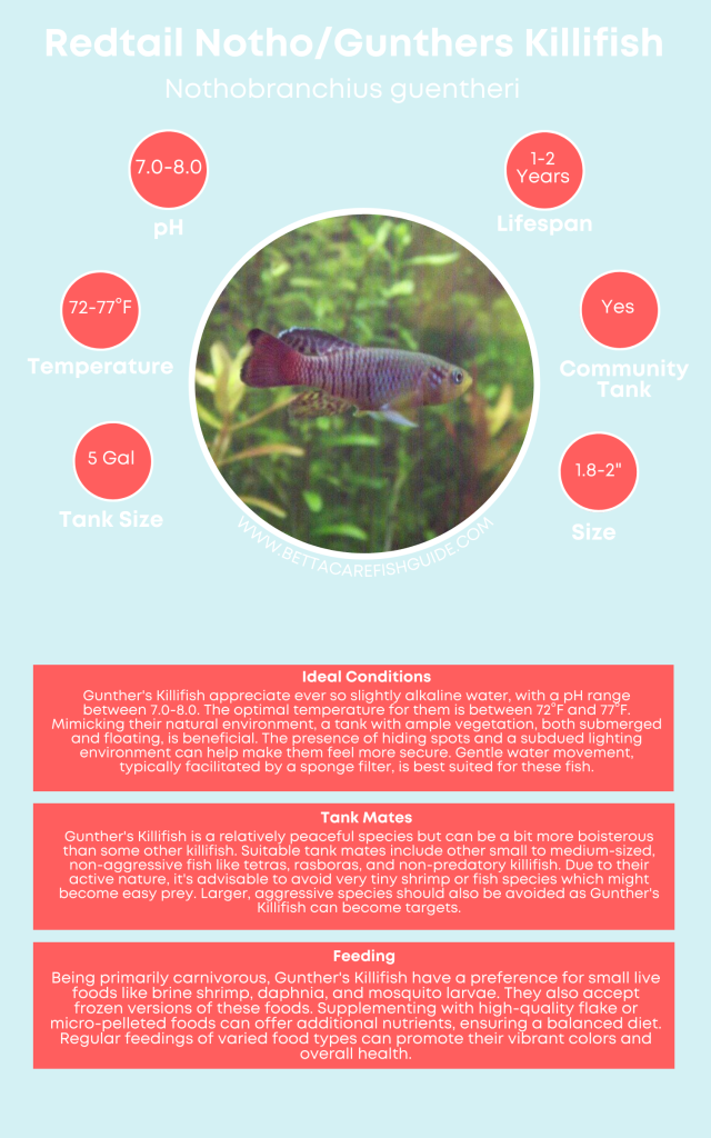 28 Types Of Killifish (& How To Care For Them!)