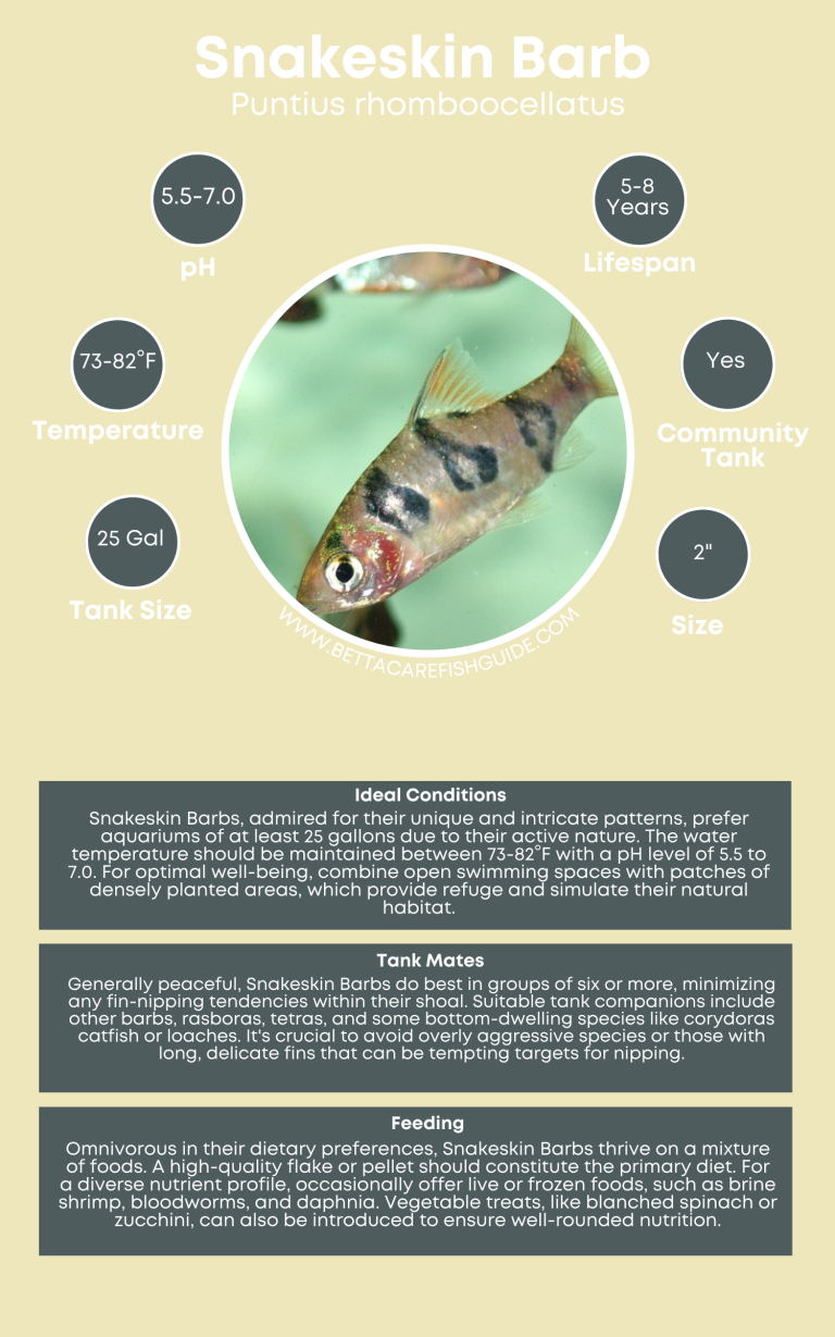 26 Types Of Barbs For Your Tank (From Popular To Rare) - Betta Care ...