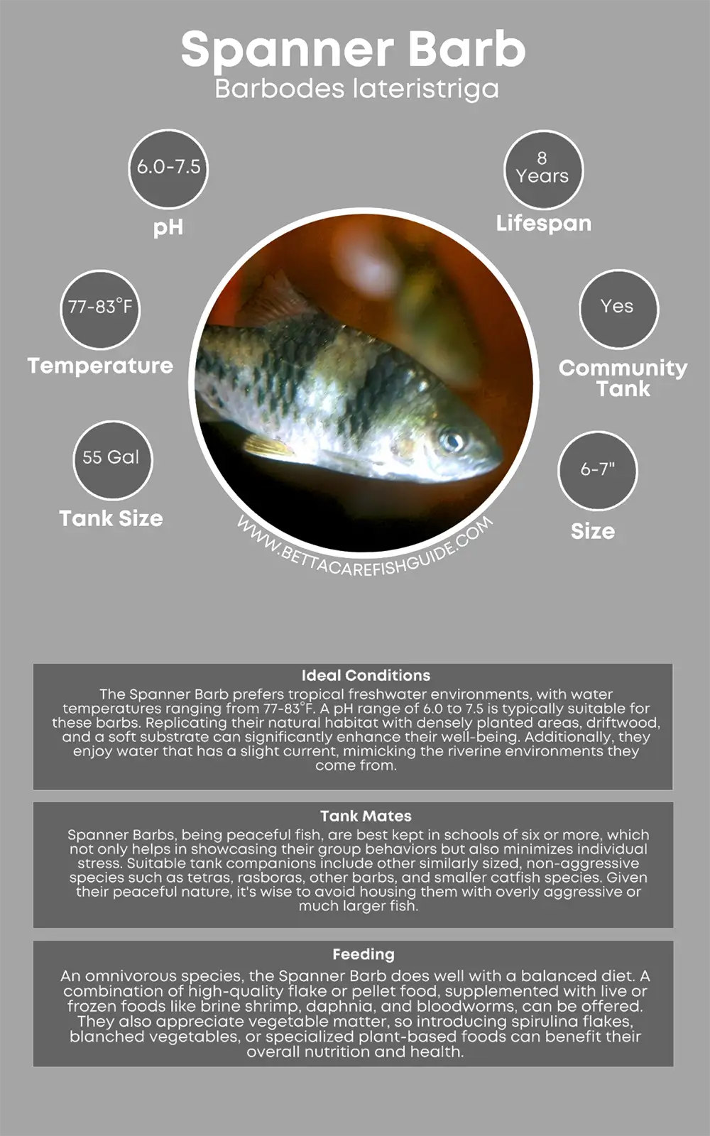 26 Types Of Barbs For Your Tank