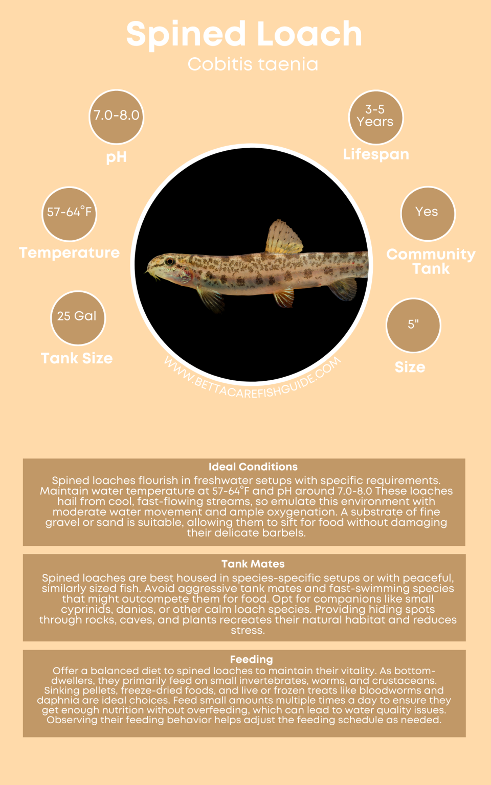 29 Types Of Loaches (& How To Care For Them) - Betta Care Fish Guide