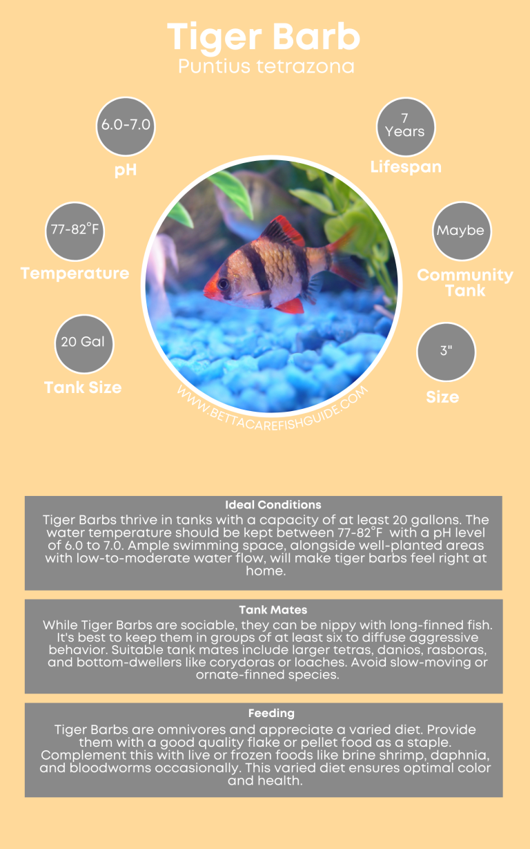 26 Types Of Barbs For Your Tank (From Popular To Rare) - Betta Care ...
