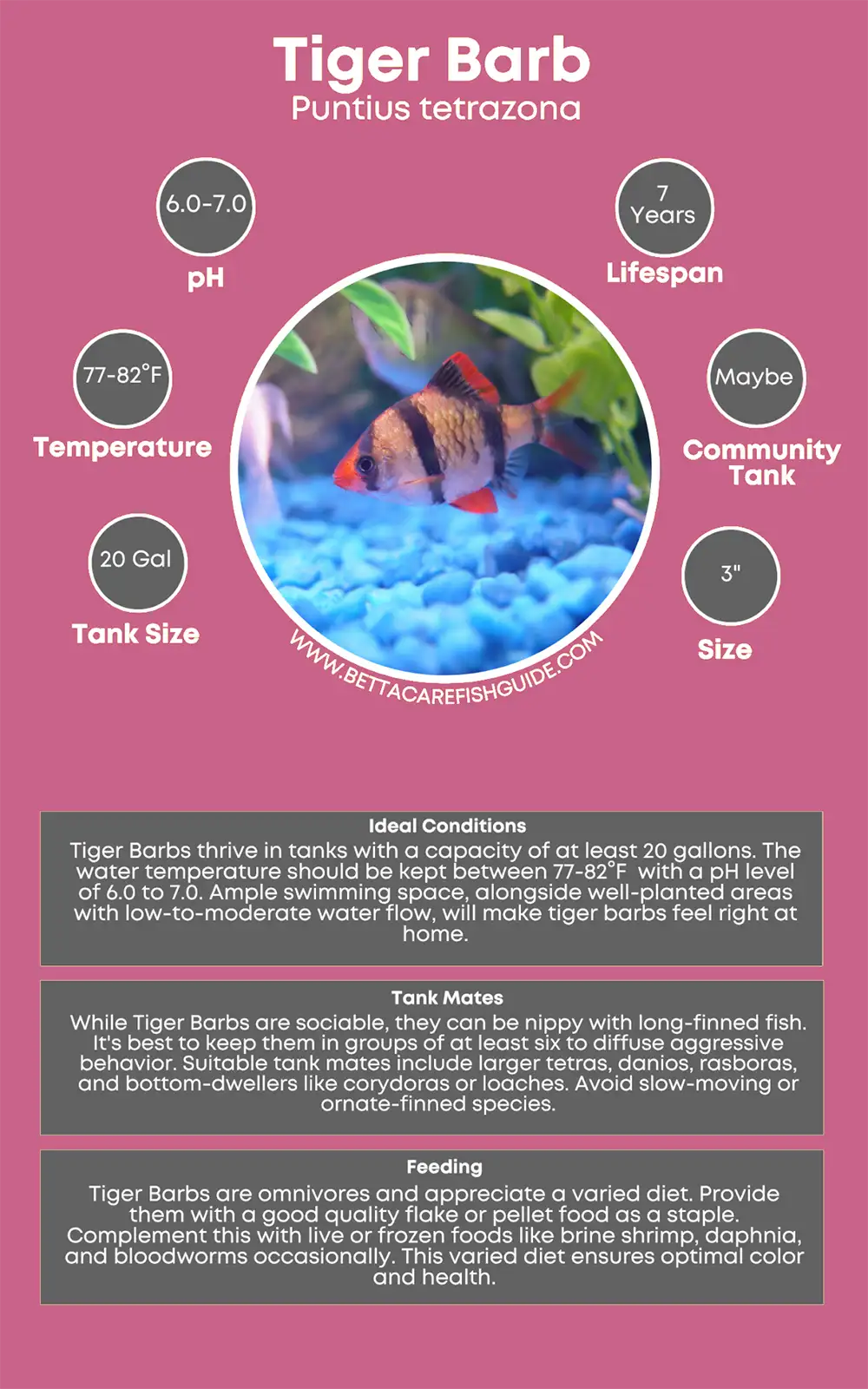 26 Types Of Barbs For Your Tank