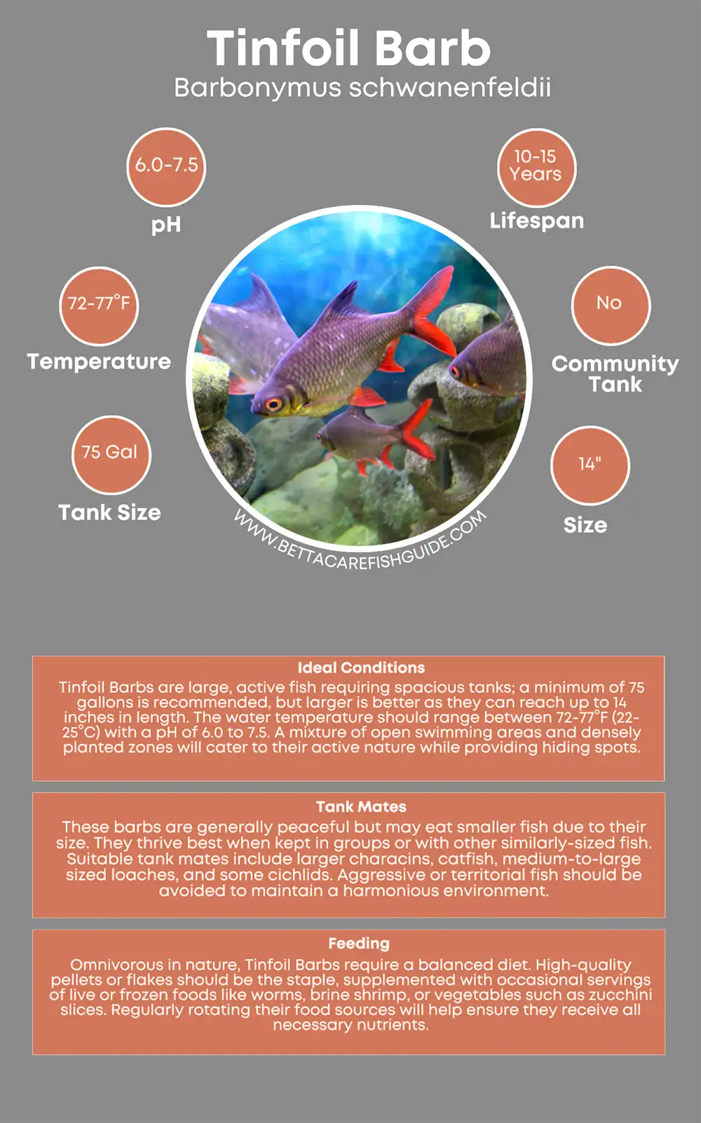 26 Types Of Barbs For Your Tank